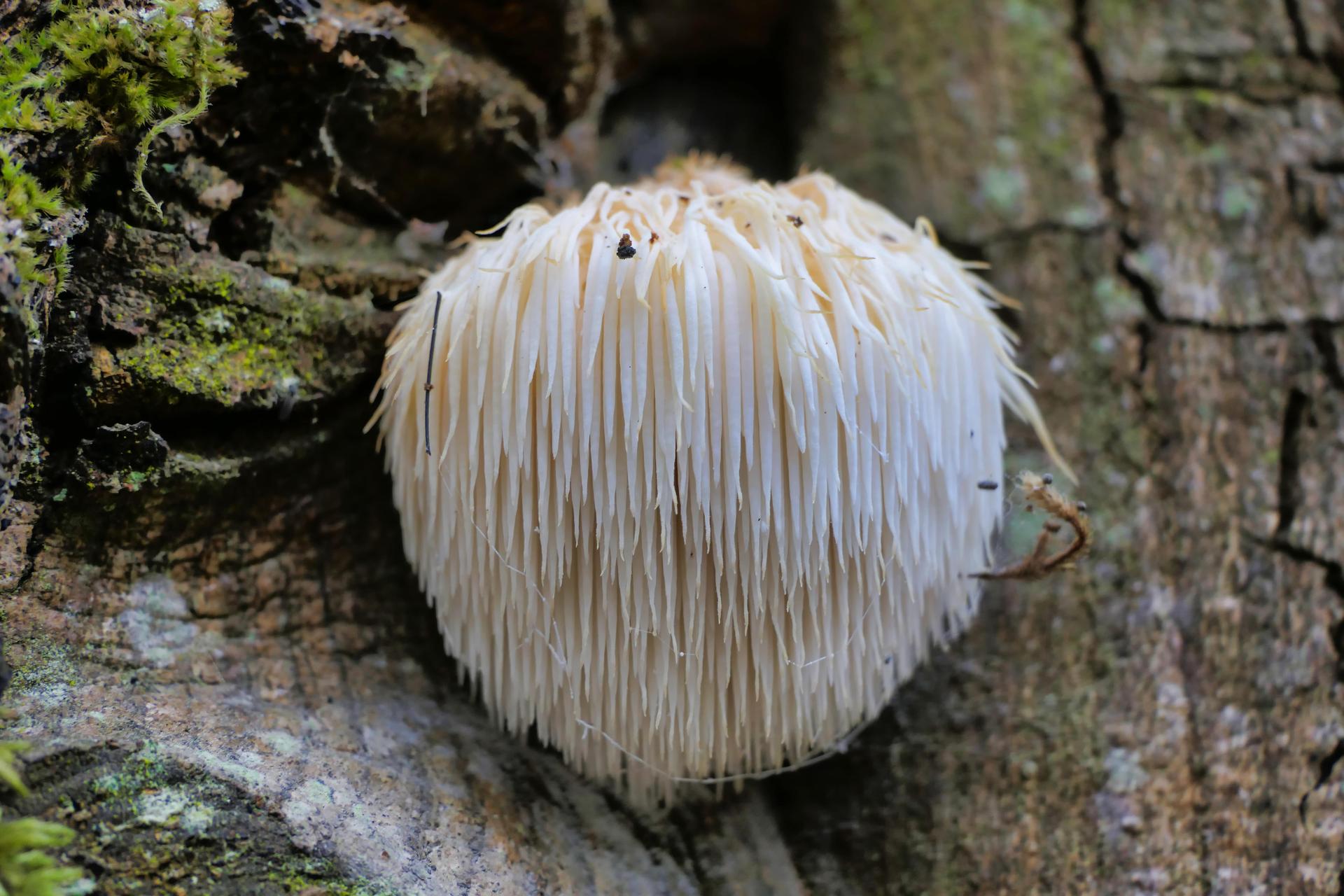 25+ Cool Mushrooms & Most Unique Fungi in the World