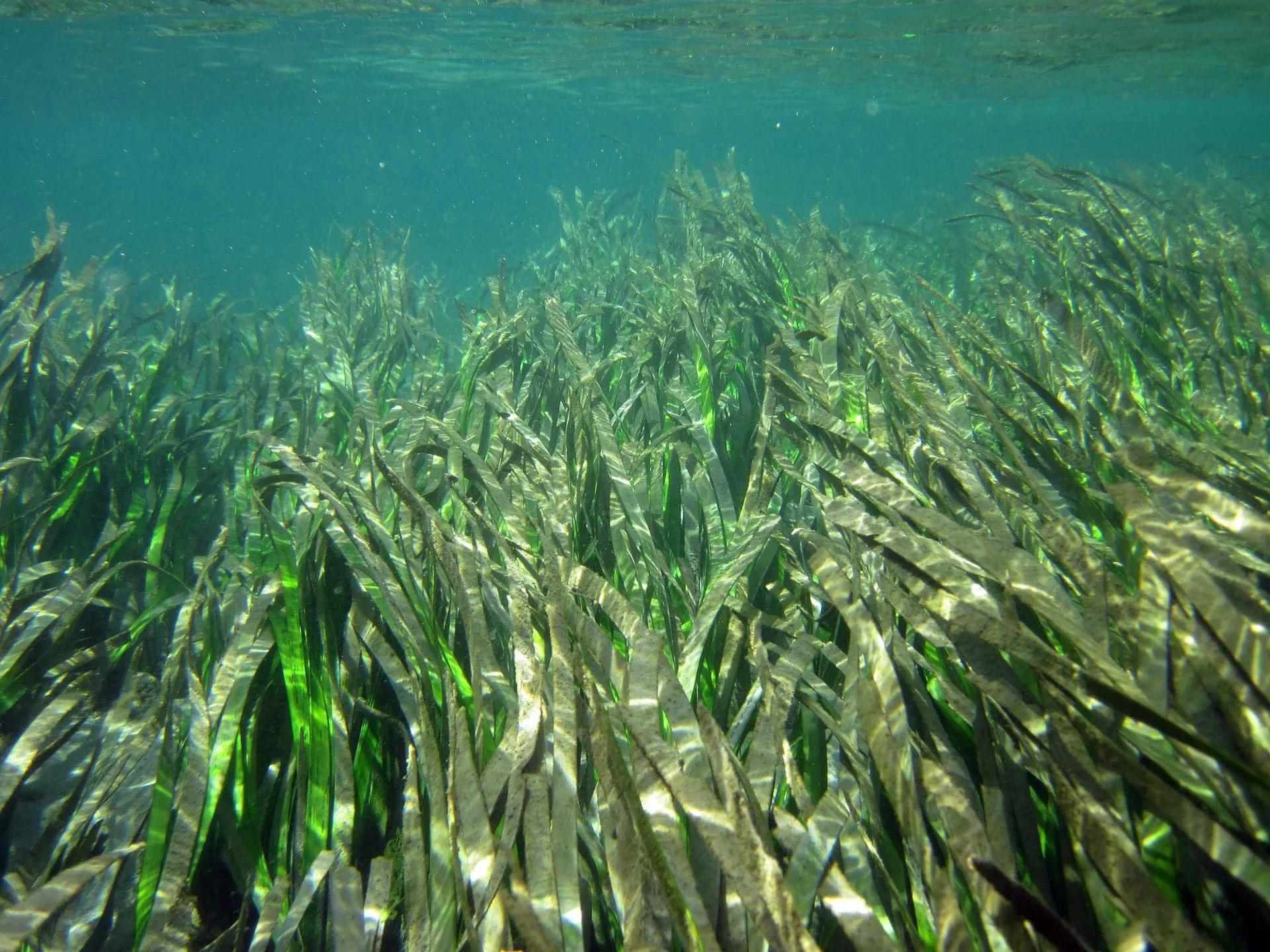 Ocean Plants: Amazing Marine Gardens Found Underwater