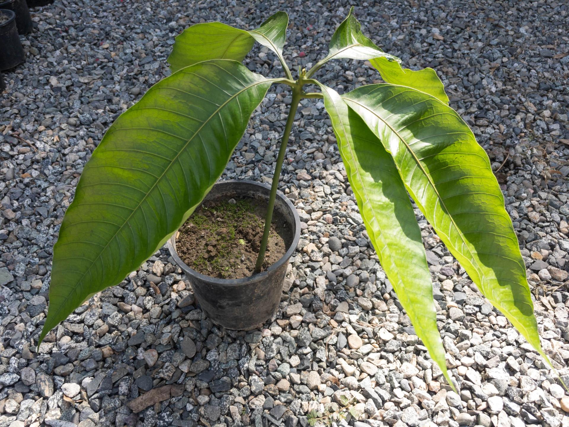 How to Grow a Mango Trees from Seeds - Easy Steps With Pictures