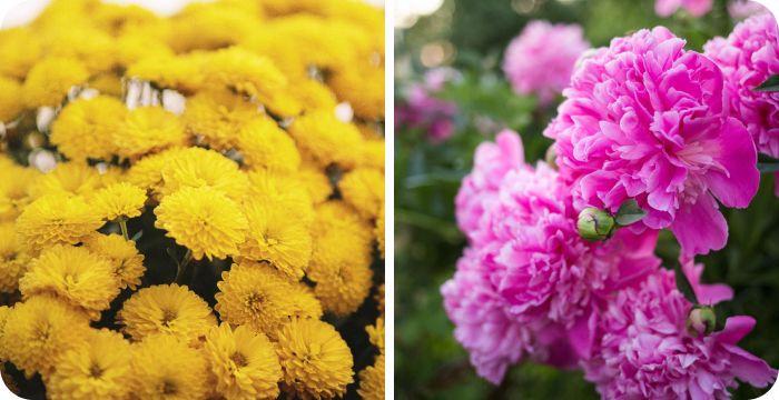 November Birth Flower Guide: Chrysanthemum vs. Peony Flowers Meaning