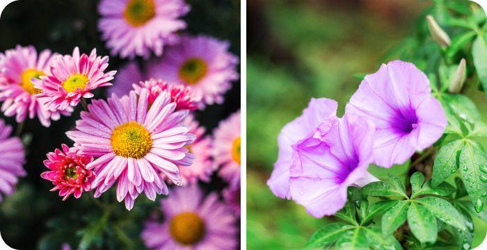September Birth Flower – Aster vs Morning Glory Flowers Overview