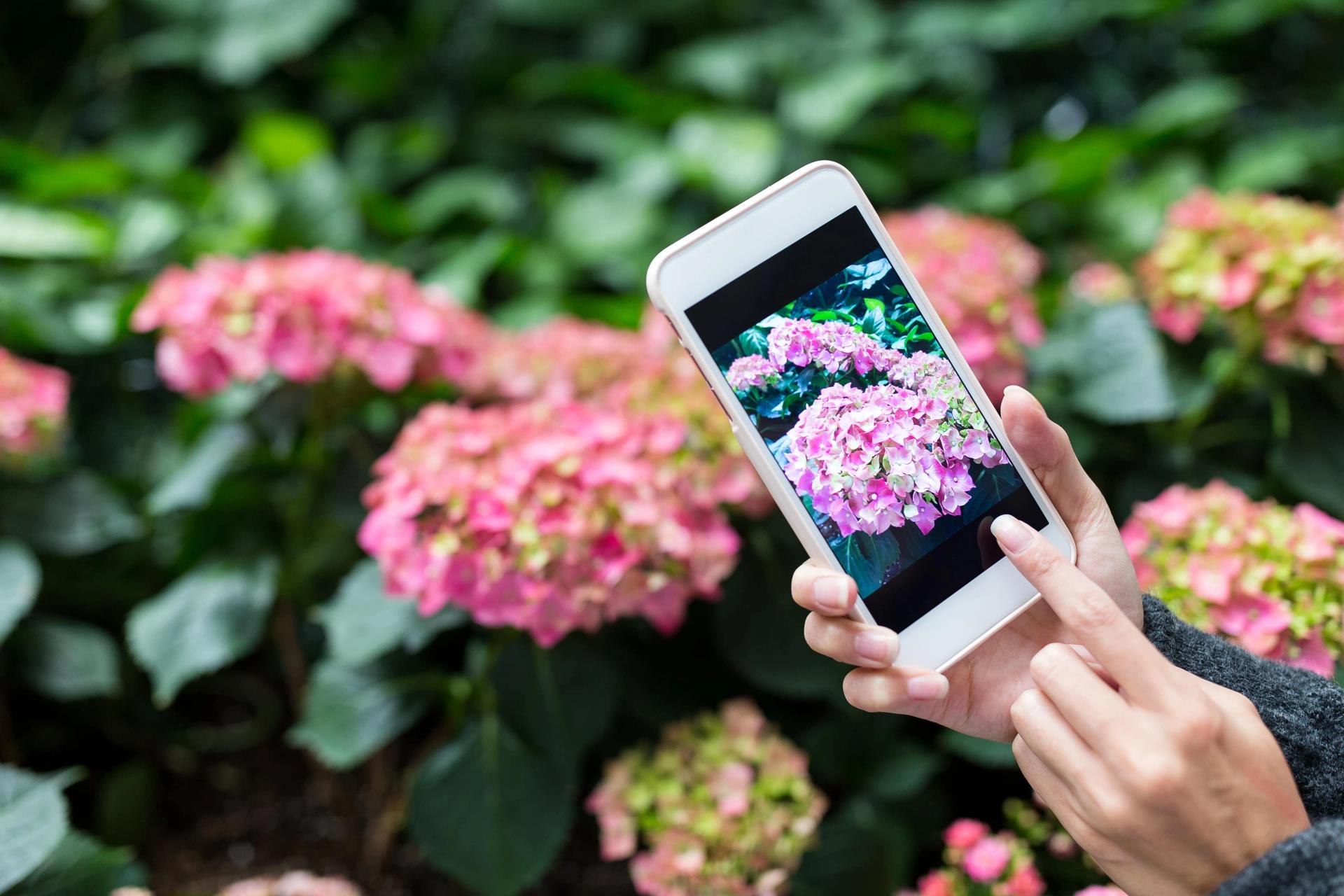 30 Plant Hashtags To #Grow Instagram in 2023 (For Houseplants Addicts)
