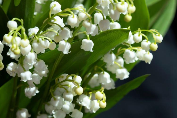 May Birth Flowers & Trees: Hawthorn Vs. Lily Of The Valley Flower