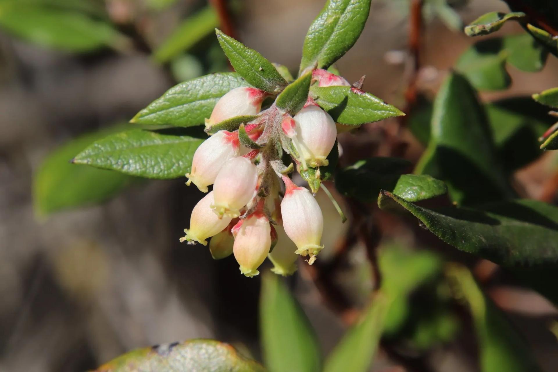10+ Top Chaparral Plants & Other Characteristics of the Biome