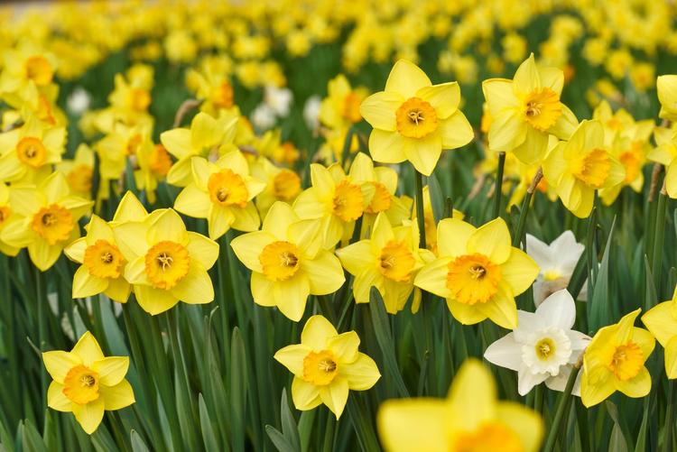March Birth Flower: Daffodil & Jonquil (Birthday Month Flowers Guide)