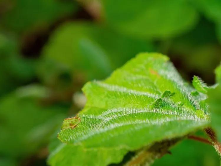 World's most painful plant