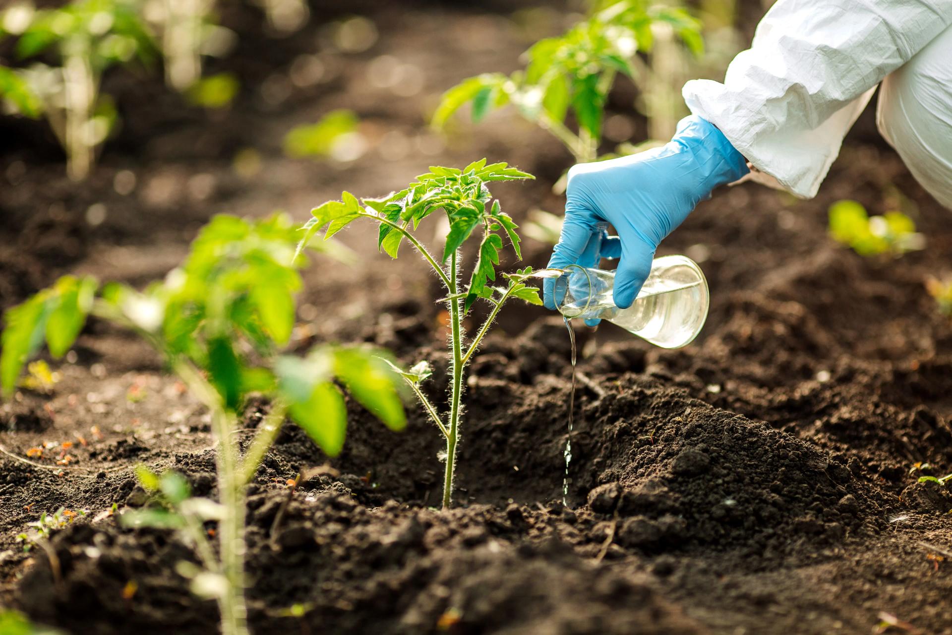 Best Fertilizers for Vegetable Garden (When & How to Apply Tips)