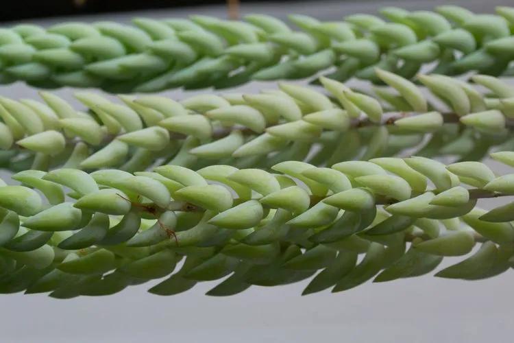 Donkey's Tail