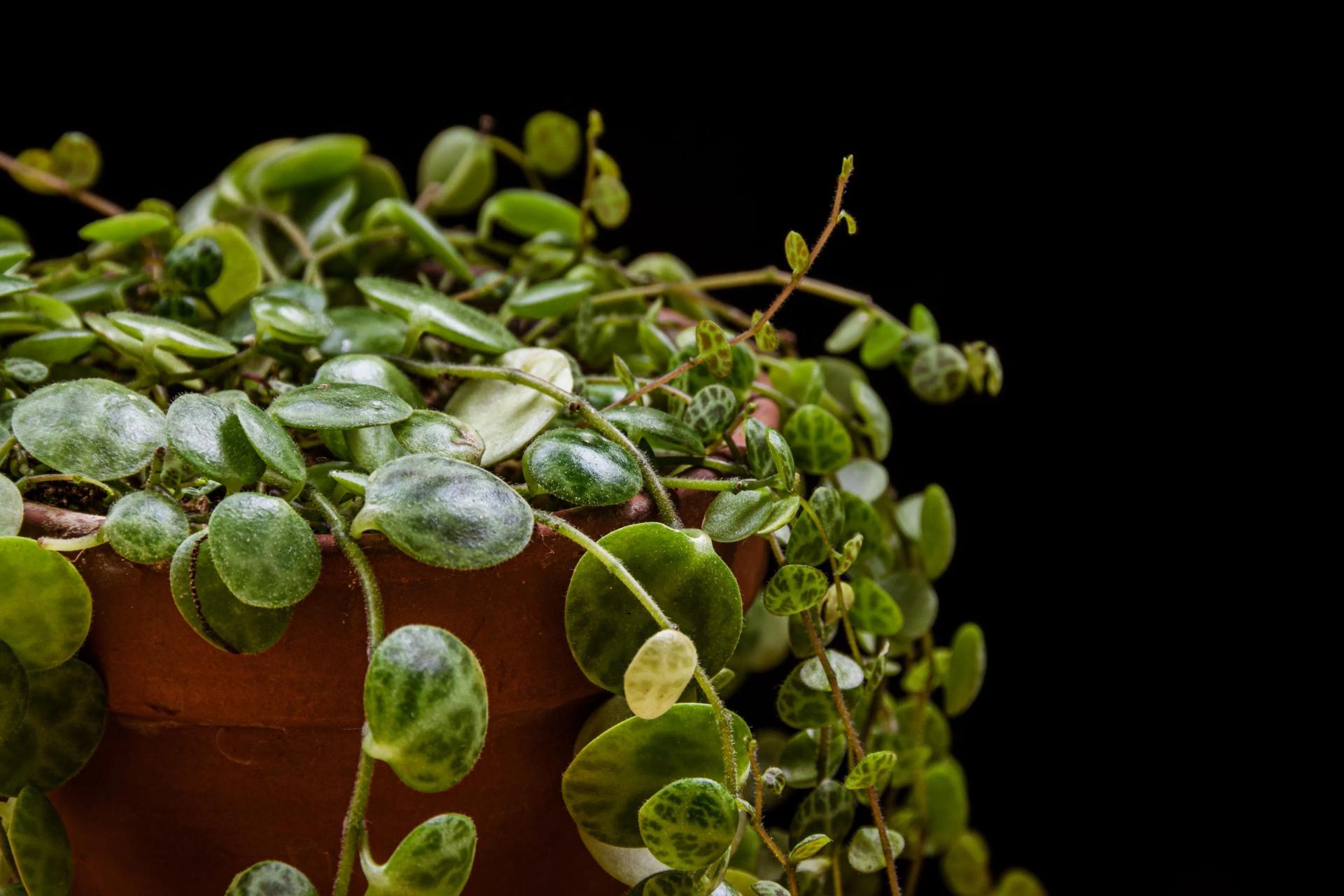 String of Turtles (Peperomia Prostrata) Care