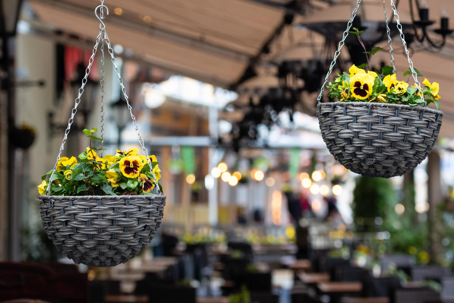 10+ Top Outdoor Hanging Plants Ideas to Make Your Backyard Beautiful