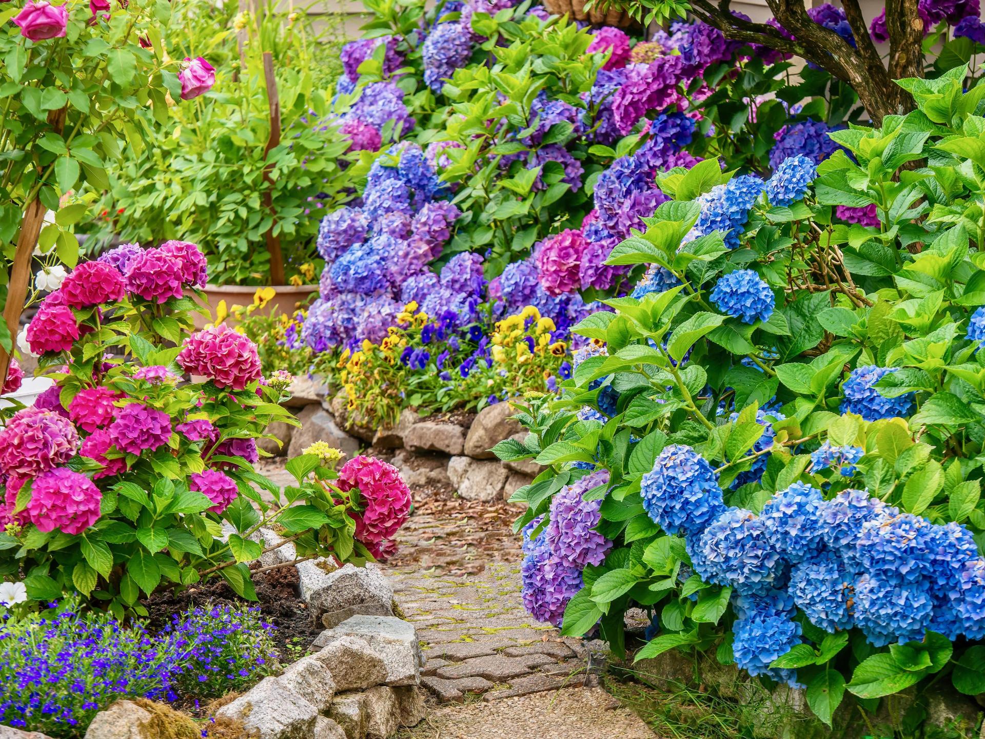 When to Plant Hydrangeas? – Best Time by Type, Zone, Season