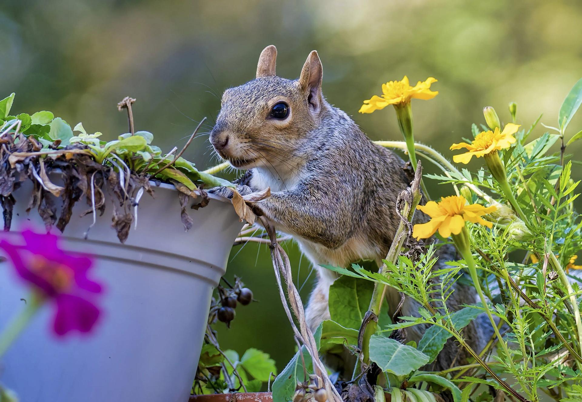 How To Keep Squirrels Out of Garden (Ways, Repellents to Avoid)
