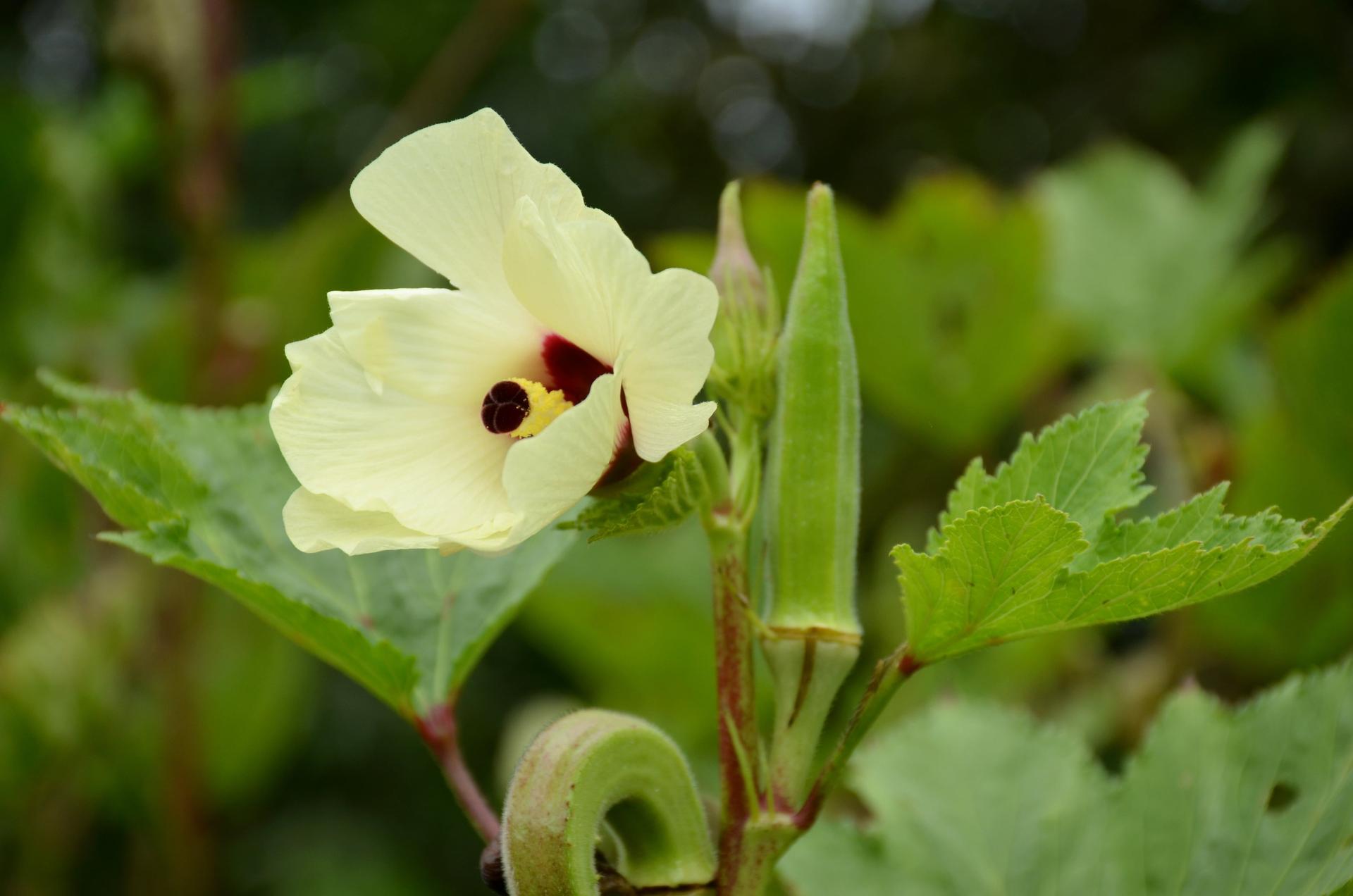 Good & Bad Okra Companion Plants to Grow Together (Full Guide)