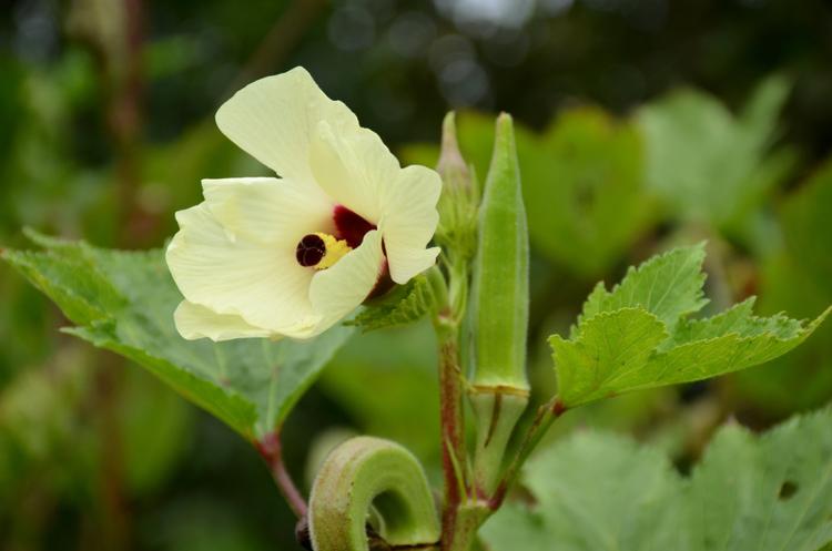Good & Bad Okra Companion Plants to Grow Together (Full Guide)