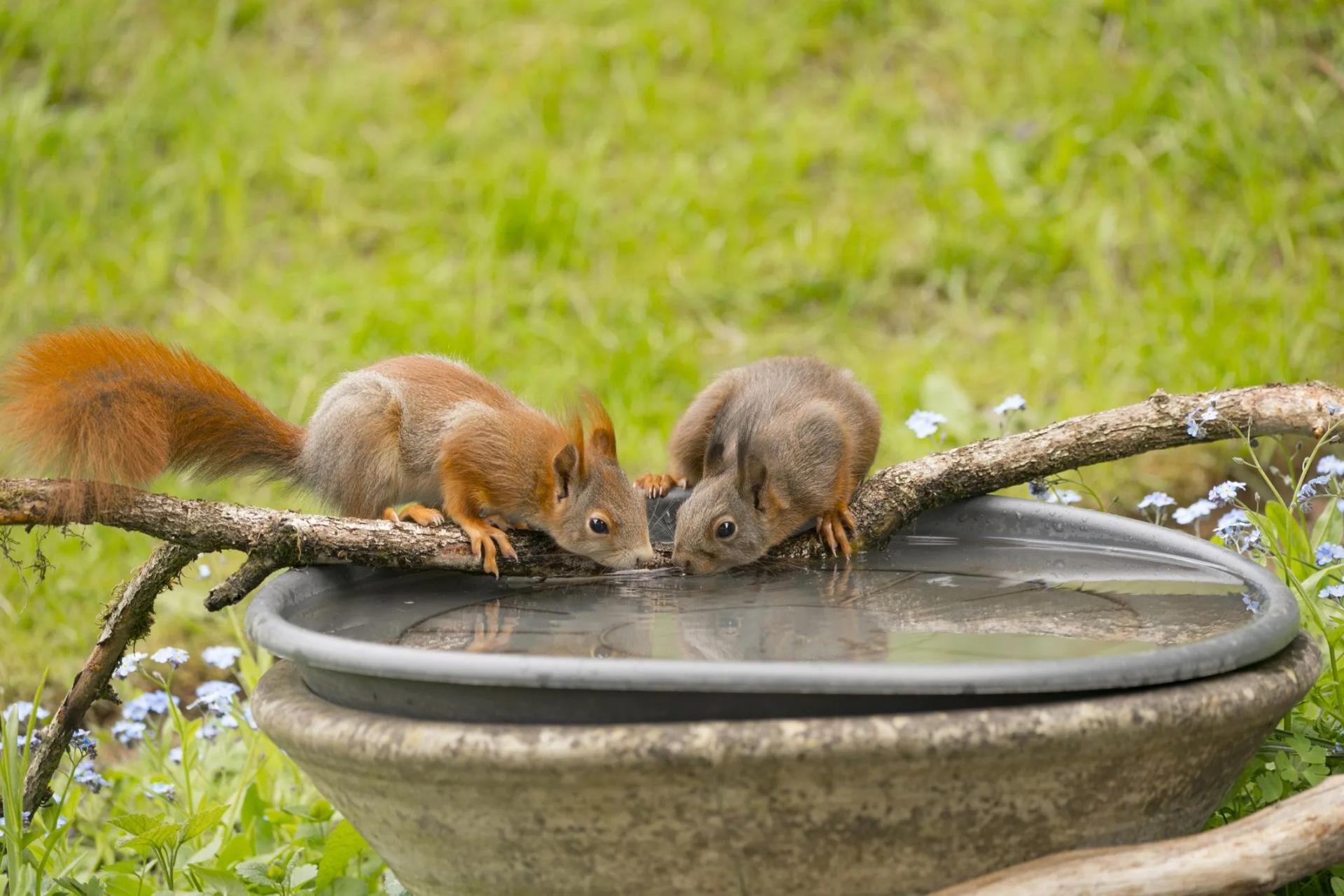 How To Keep Squirrels Out of Garden (Ways, Repellents to Avoid)