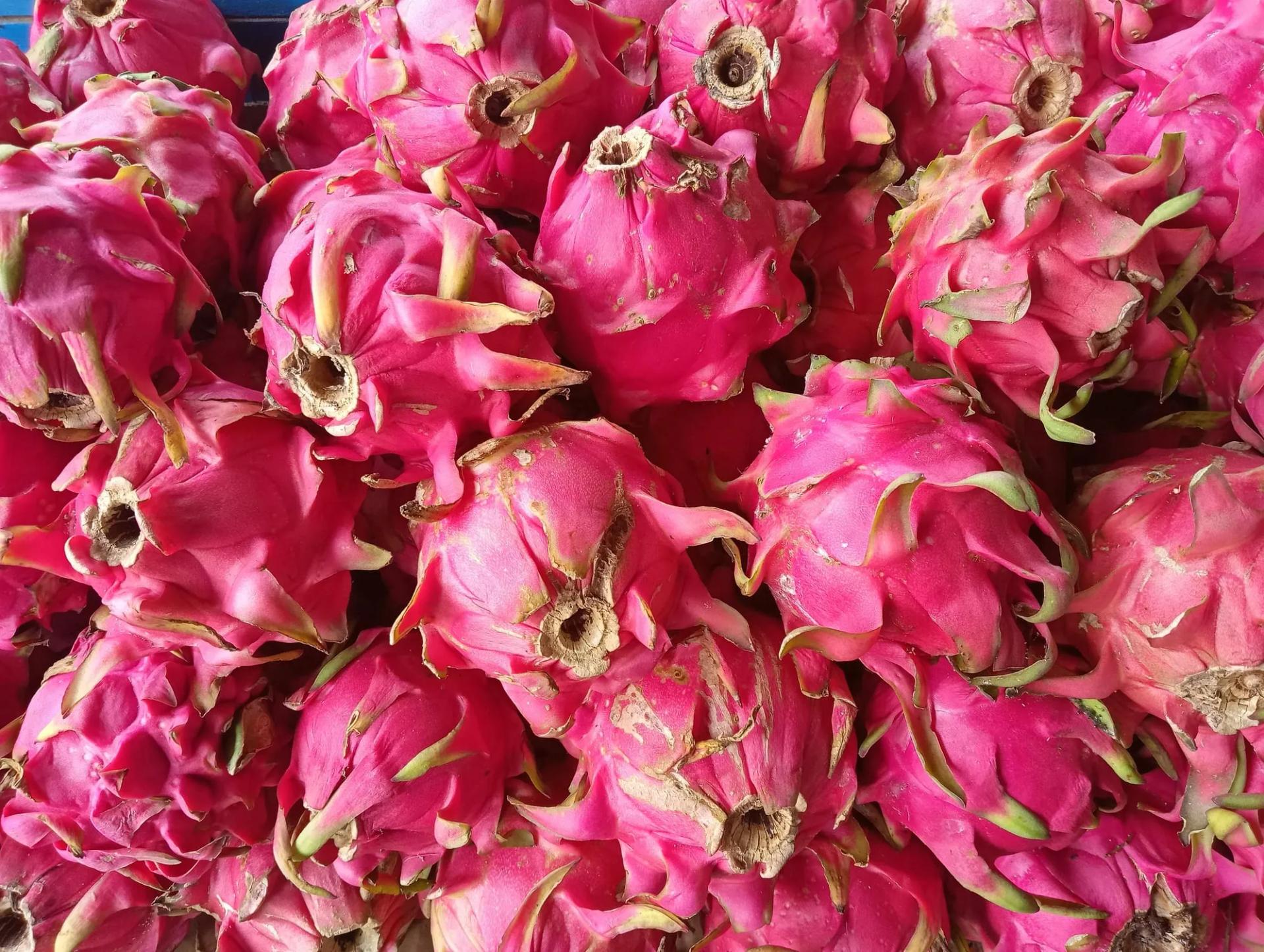 How To Grow Dragon Fruit From Seeds & Cuttings - Pitaya Growing Guide