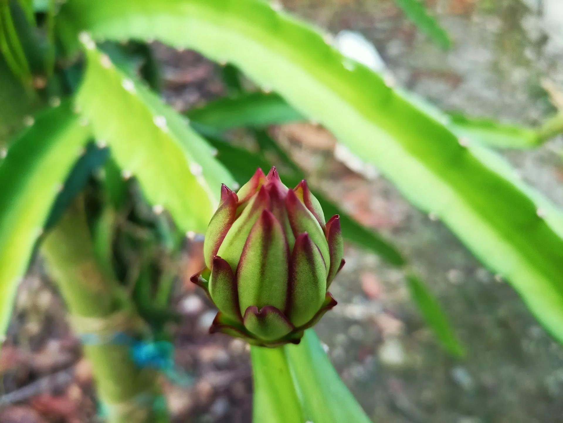 How To Grow Dragon Fruit From Seeds & Cuttings - Pitaya Growing Guide