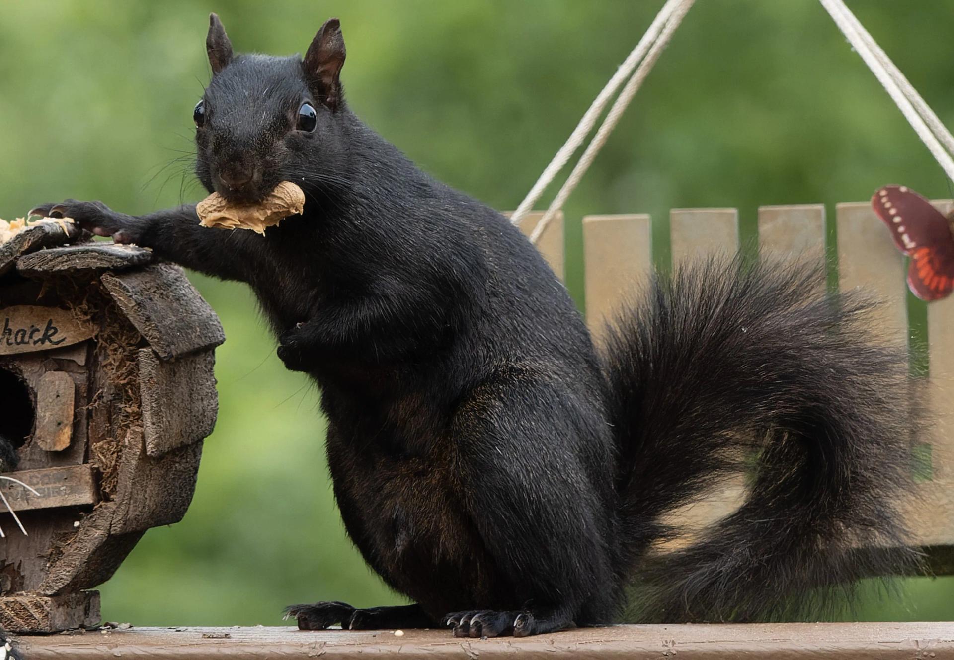How To Keep Squirrels Out of Garden (Ways, Repellents to Avoid)