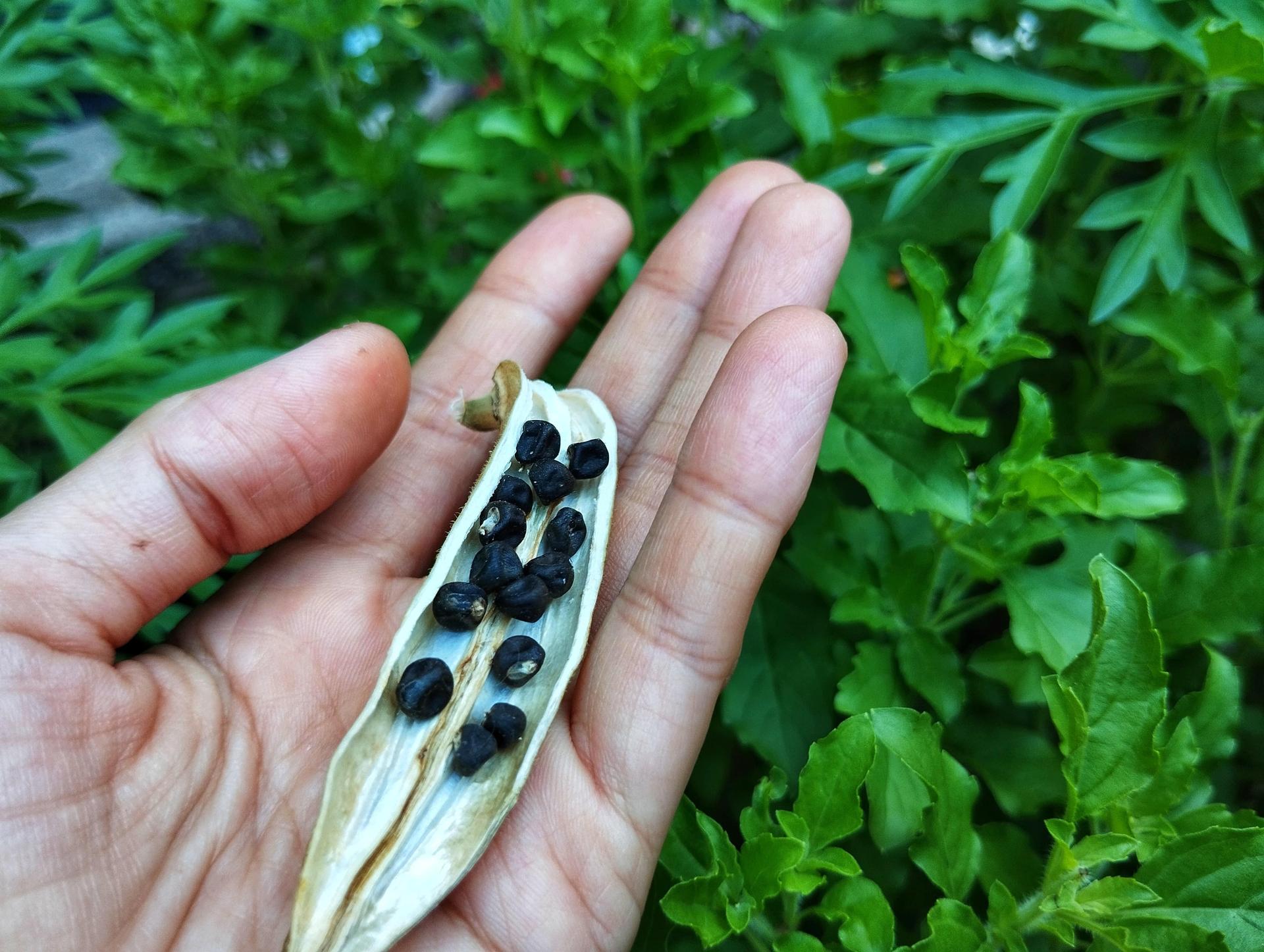 Good & Bad Okra Companion Plants to Grow Together (Full Guide)