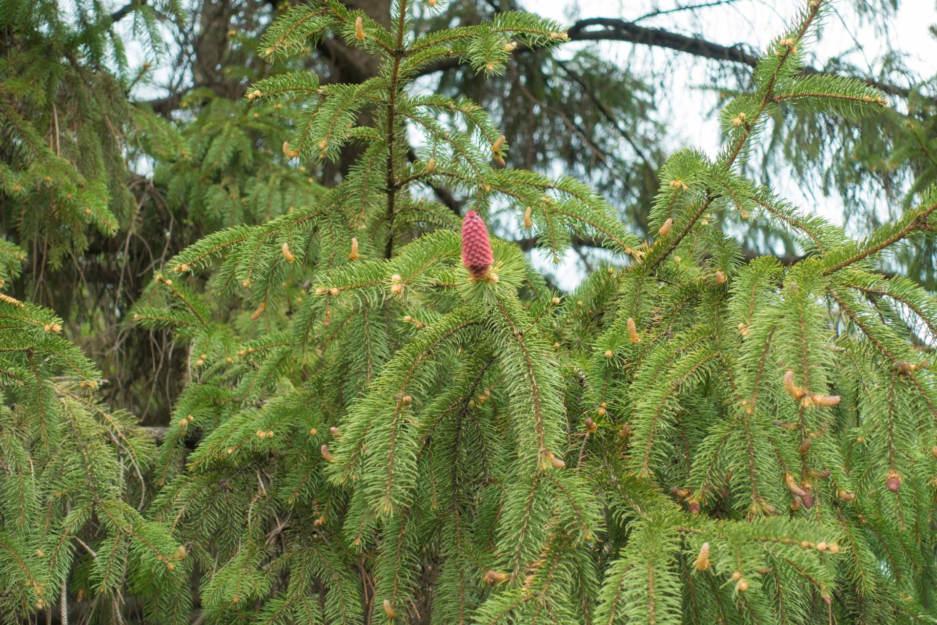 How Long Does It Take to Grow a Christmas Tree? (Full Guide)