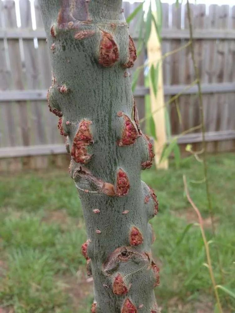 Crown Gall Disease In Plants > Identify, Control & Prevention Tips
