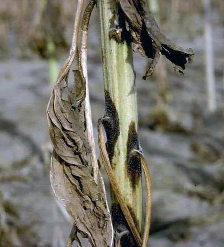 Phoma Mold On Plants > Identify, Control & Diesease Prevention Tips