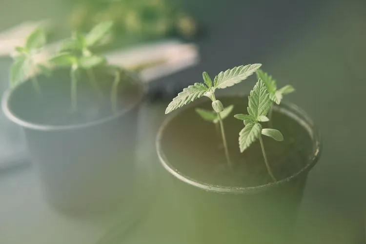 Topping Cannabis Plants: Why, How, When to Top Weed Indoors & Outdoors