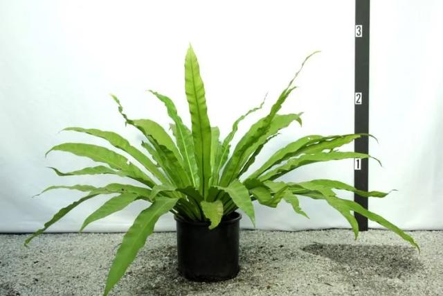 Spider Plant Care & Growing Basics: Water, Light, Soil, Propagation etc.