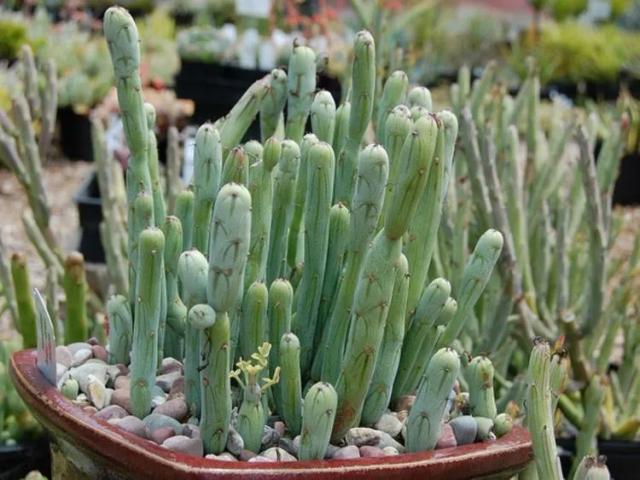 Ming Thing Catus Plant Care & Growing Basics: Water, Light, Soil ...