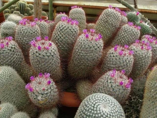 Cactus Identifier Tool & ID App (List, Types & Identification Tips)