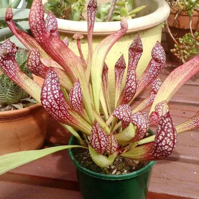 Waxflower Plant Care & Growing Basics: Water, Light, Soil, Propagation ...