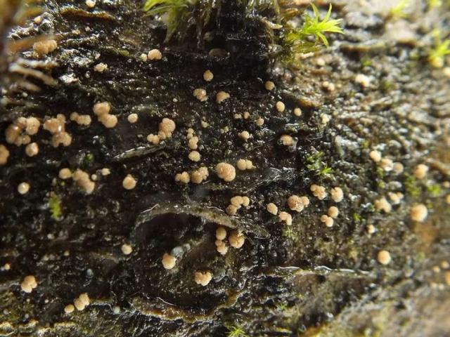 Striped Bamboo Fern Plant Care & Growing Basics: Water, Light, Soil ...