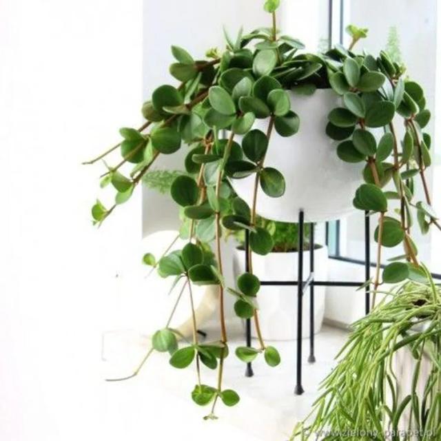 Monkey Plant Care & Growing Basics: Water, Light, Soil, Propagation etc.