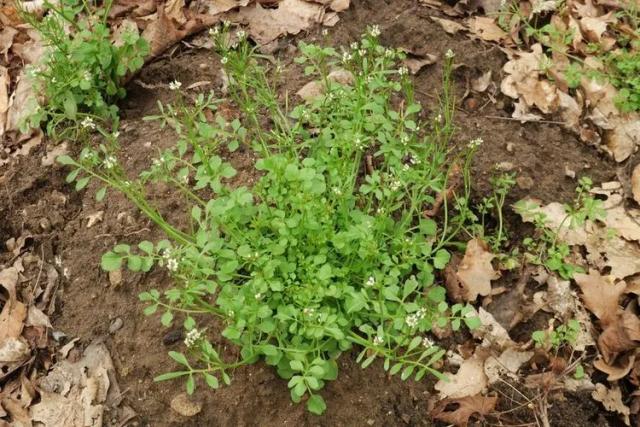 Pia Tree Ivy Plant Care & Growing Basics: Water, Light, Soil ...