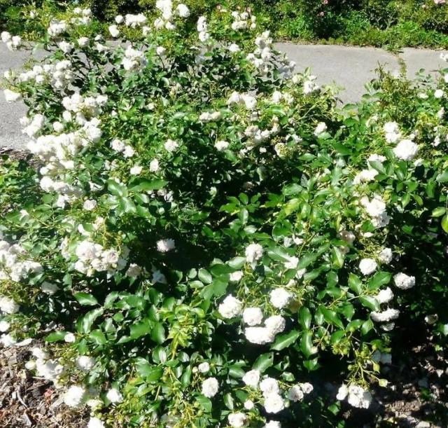 Striped Bamboo Fern Plant Care & Growing Basics: Water, Light, Soil ...