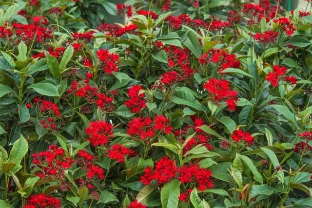 Nicholas Diamond Fern Plant Care & Growing Basics: Water, Light, Soil ...