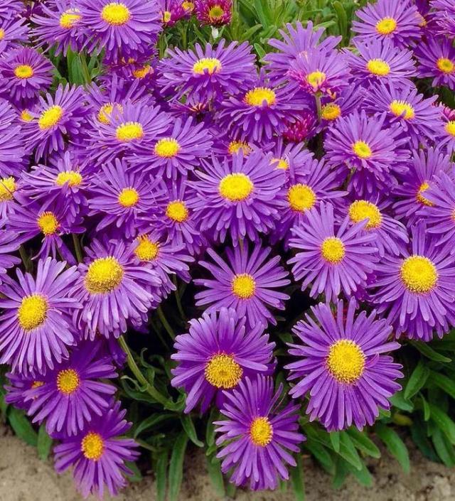 Texas Star Hibiscus Plant Care & Growing Basics: Water, Light, Soil ...