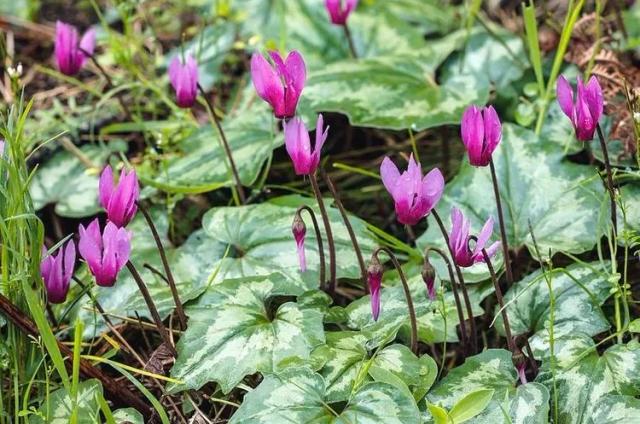 European Cypress (mini) Plant Care & Growing Basics: Water, Light, Soil ...