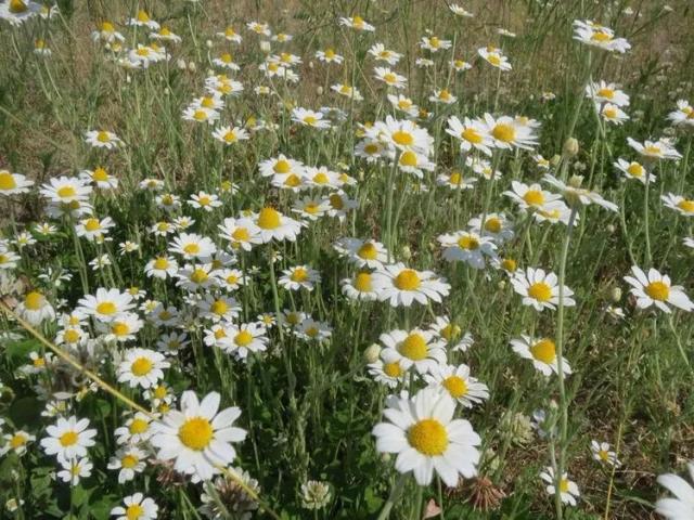 Sharpblue Blueberry Plant Care & Growing Basics: Water, Light, Soil ...