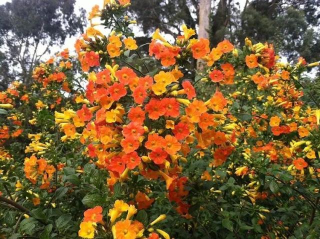 Jade Plant Care & Growing Basics: Water, Light, Soil, Propagation etc.