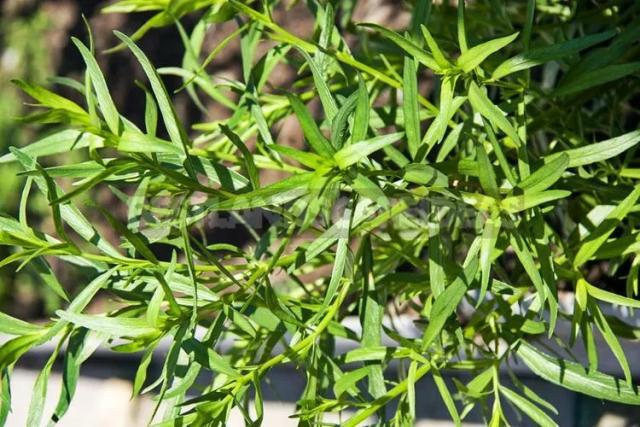 Pia Tree Ivy Plant Care & Growing Basics: Water, Light, Soil ...