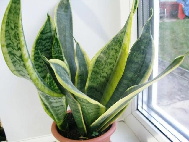 Panache Fig Plant Care & Growing Basics: Water, Light, Soil ...