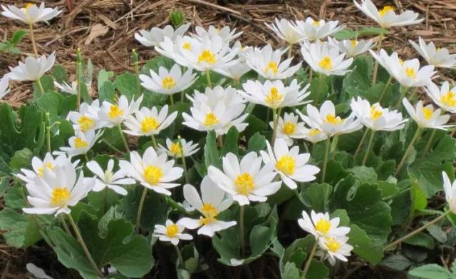 ZZ Plant Care & Growing Basics: Water, Light, Soil, Propagation etc.