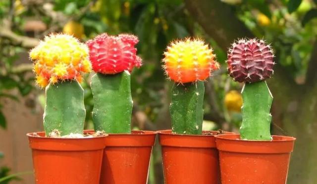 Cactus Identifier Tool & ID App (List, Types & Identification Tips)