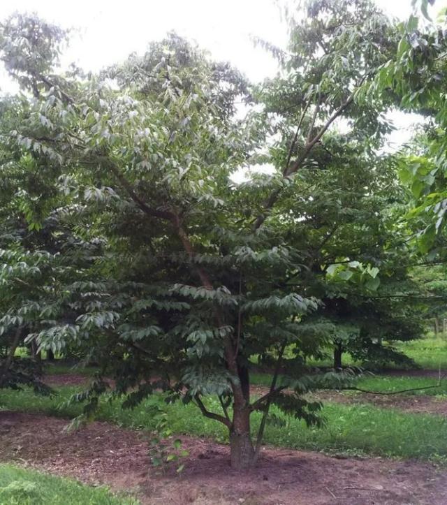 Hebe Plant Care & Growing Basics: Water, Light, Soil, Propagation etc.
