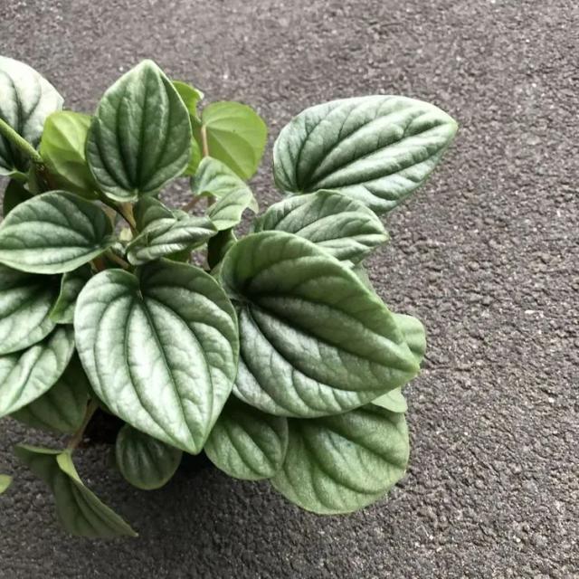 Orris-root Plant Care & Growing Basics: Water, Light, Soil, Propagation ...