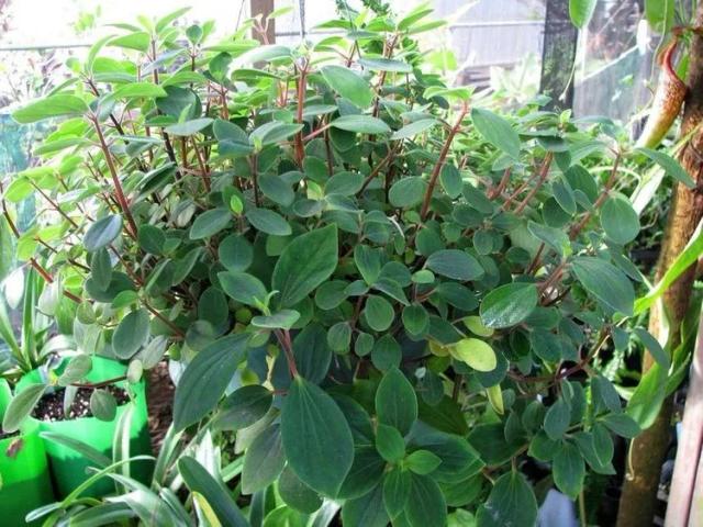 Cissus Discolor Plant Care & Growing Basics: Water, Light, Soil ...