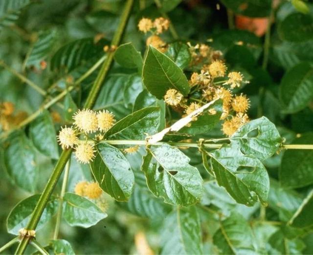 Asian Jasmine Summer Sunset Plant Care & Growing Basics: Water, Light ...