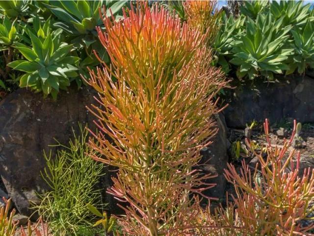 Cactus Identifier – List, Types, Identification Tips & ID Ways