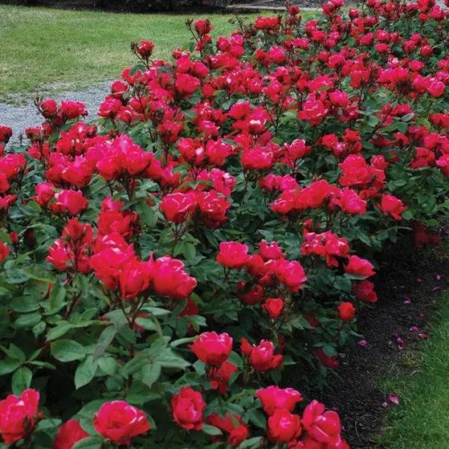 Hebe Plant Care & Growing Basics: Water, Light, Soil, Propagation etc.